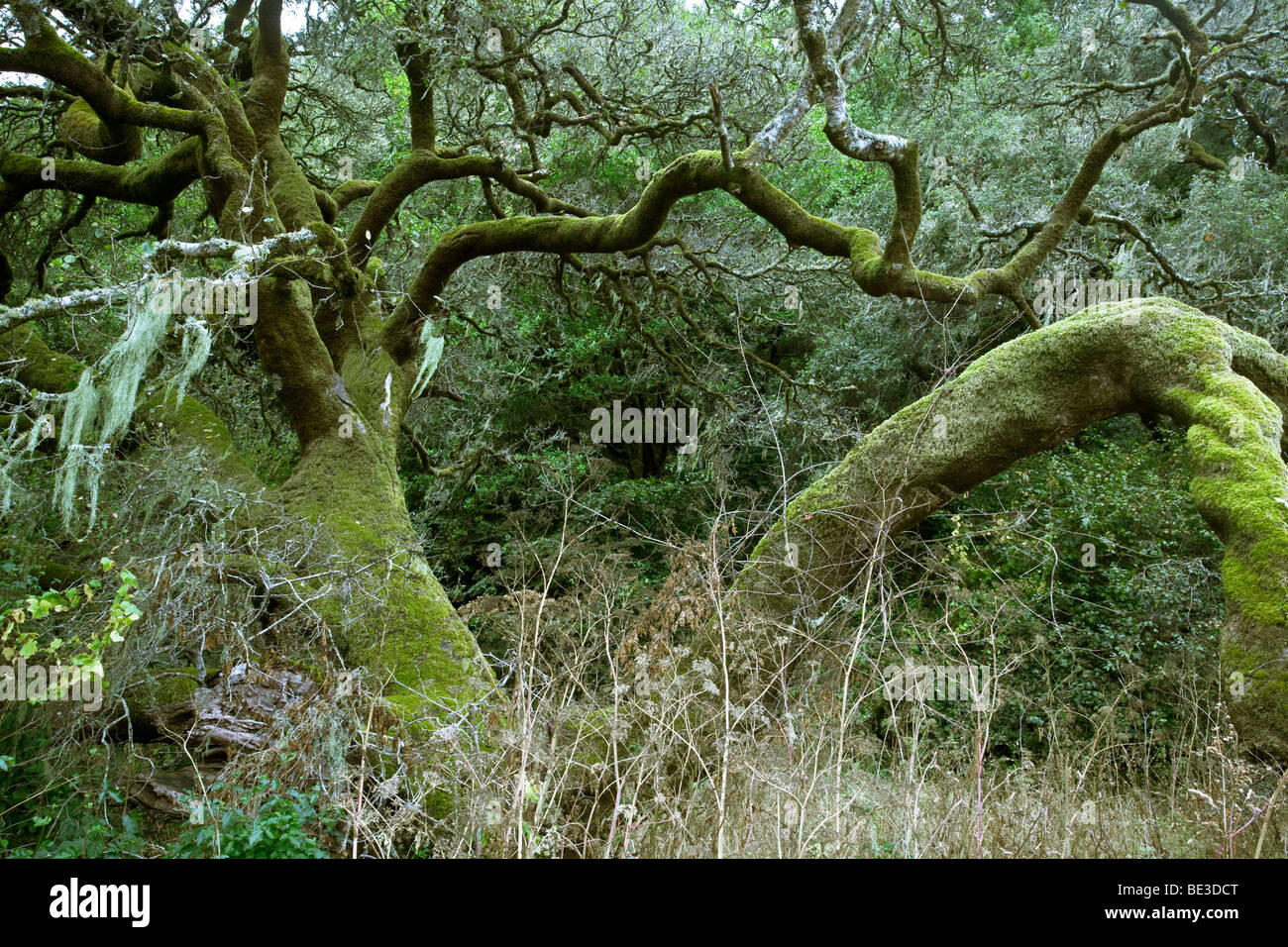 Forest of Coast Live Oak (Quercus agrifolia) and fern, Point Reyes ...