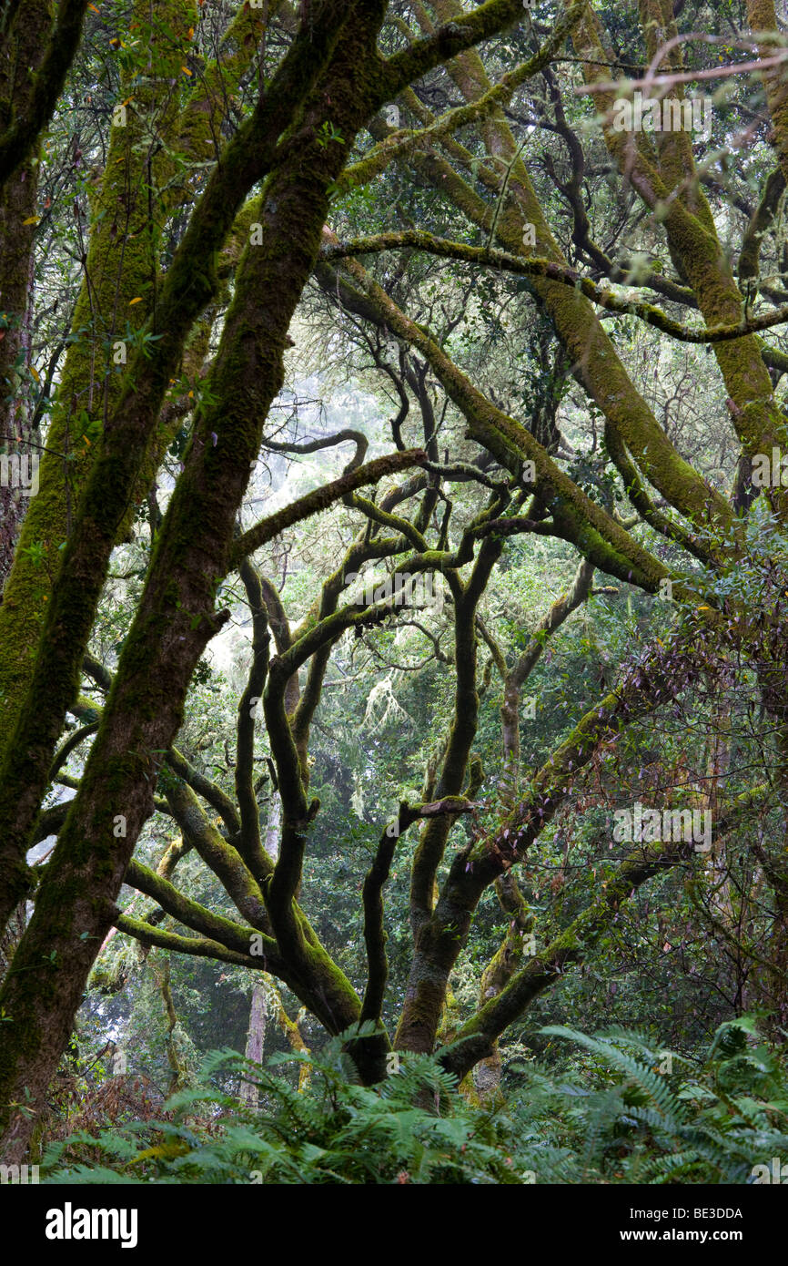 Forest of Coast Live Oak (Quercus agrifolia) and fern, Point Reyes ...