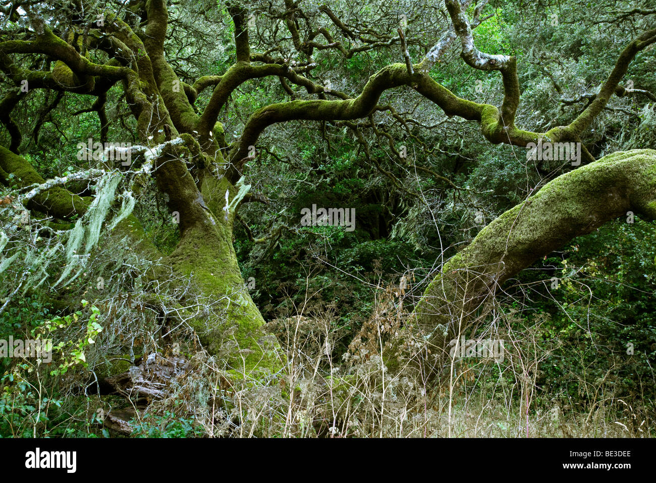 Forest of Coast Live Oak (Quercus agrifolia) and fern, Point Reyes ...