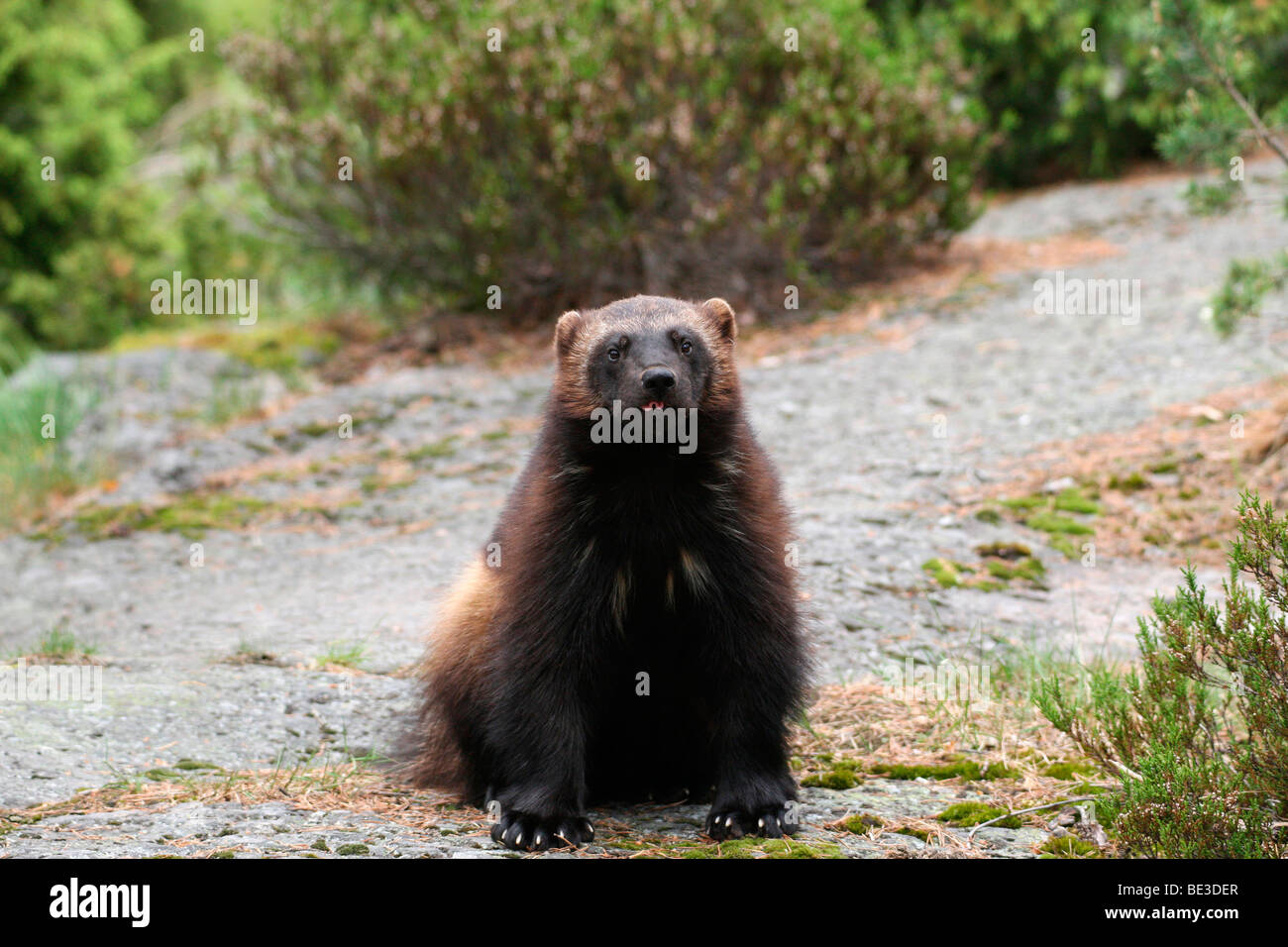 Wolverine gulo gulo mustelidae predators carnivora mammals mammalia ...