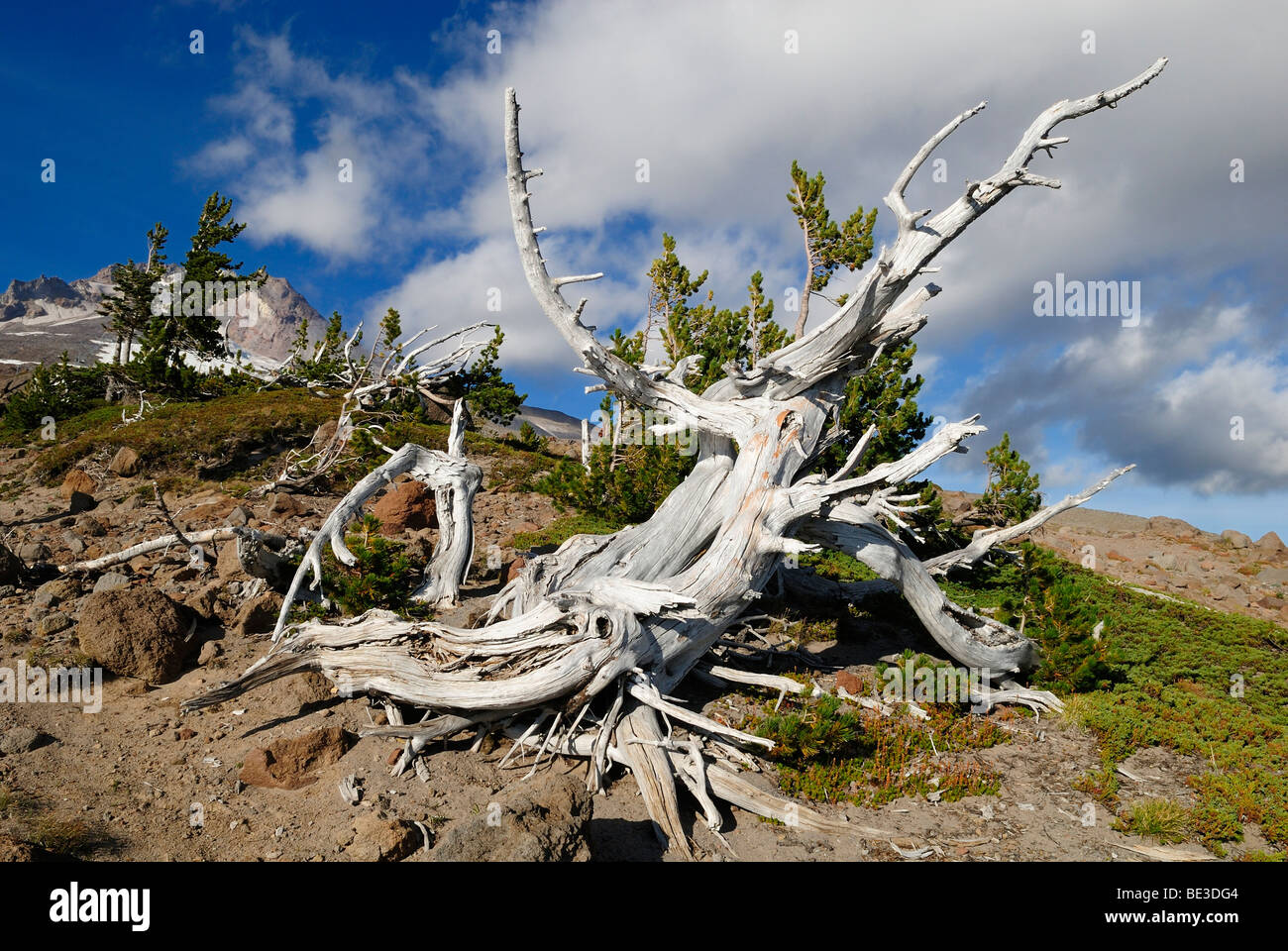 Dead pine tree, south face of Mount Hood volcano, Cascade Range, Oregon ...