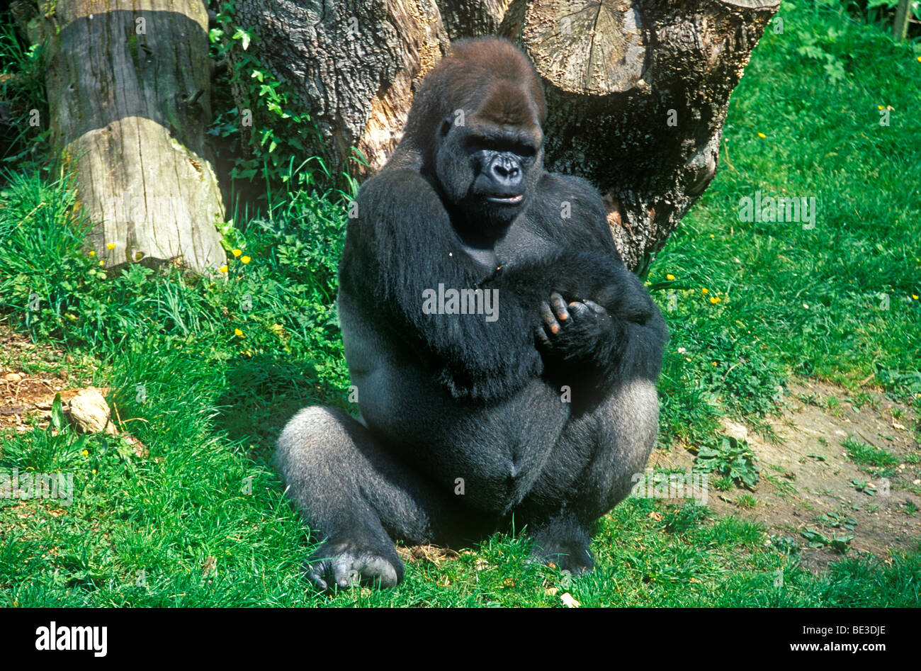 portrait of a silverback gorilla Stock Photo - Alamy