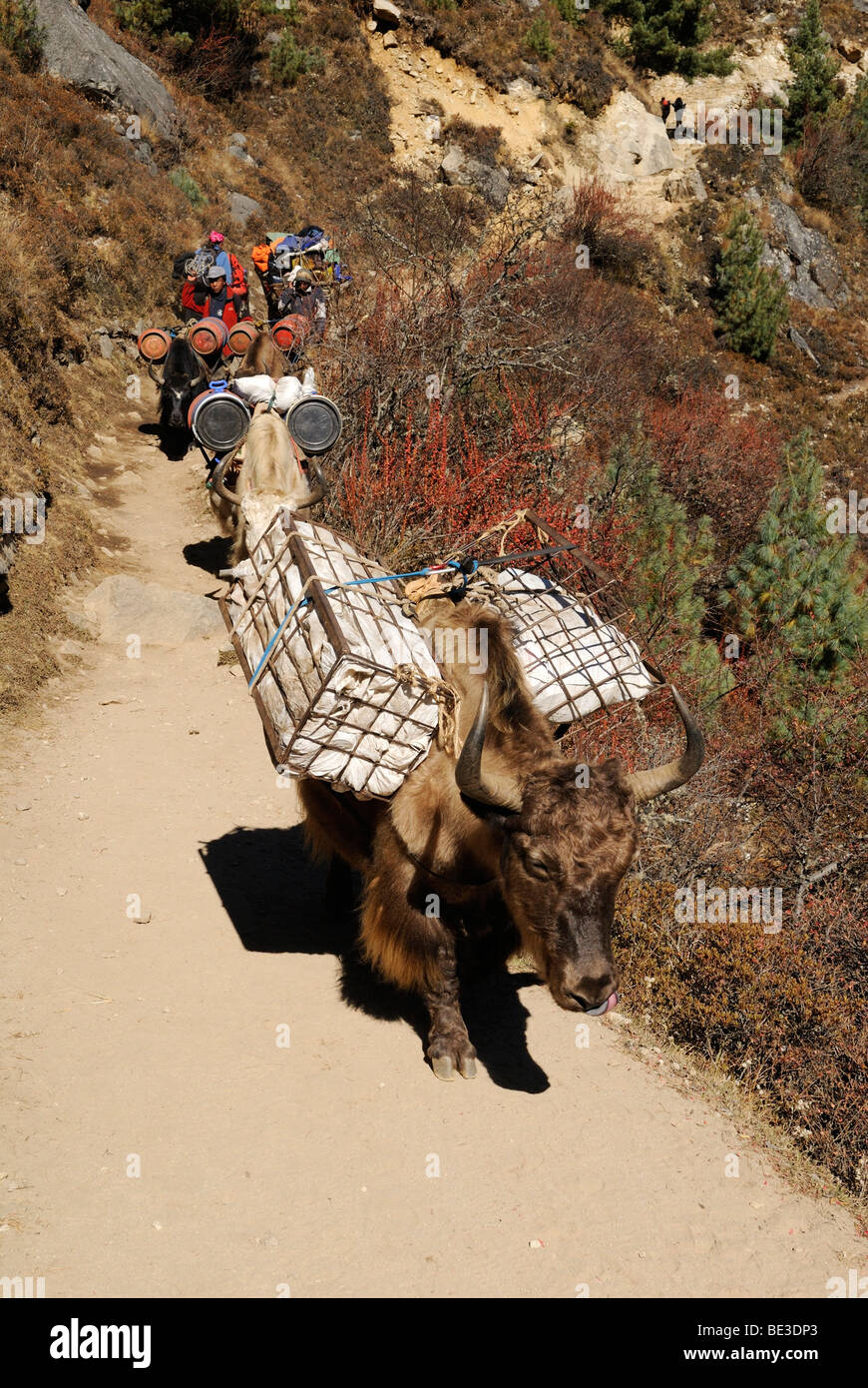 Himalaya nationalpark hi-res stock photography and images - Alamy