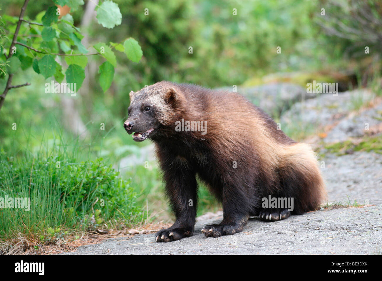 Wolverine or Glutton (Gulo gulo), Sweden, Europe Stock Photo - Alamy