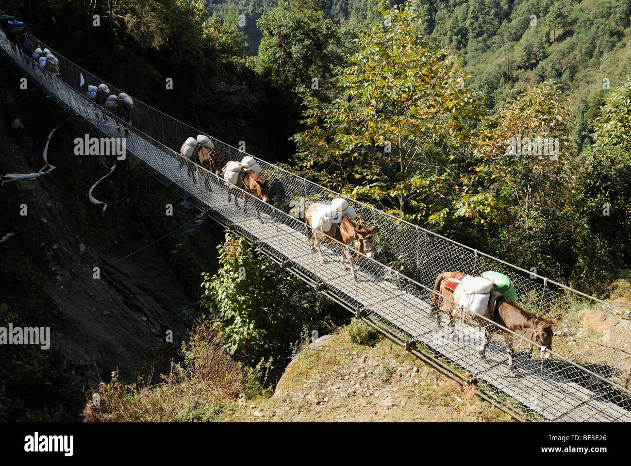 Horse caravan carrying goods over a bridge in Dudh Koshi, Imja Khola ...