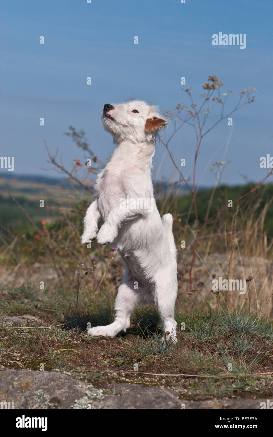 Jack Russell Terrier male standing up on its hind legs Stock Photo - Alamy