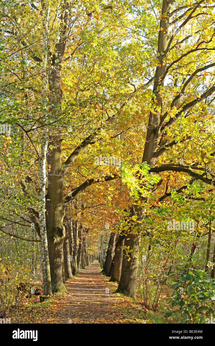 forest alley in autumn Stock Photo - Alamy