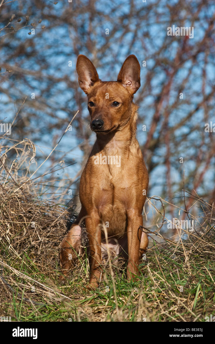 Are Ratonero Mallorquin Puppies Lazy