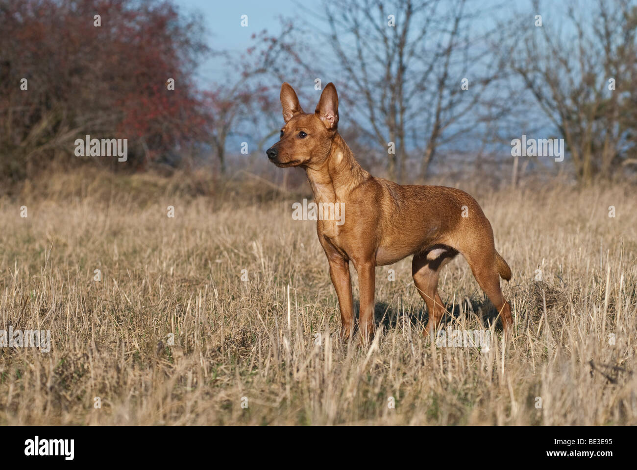 Ratero, Ca Rater Mallorquin, standing on a meadow Stock Photo - Alamy