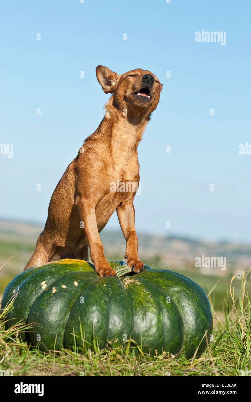 Rater hi-res stock photography and images - Alamy