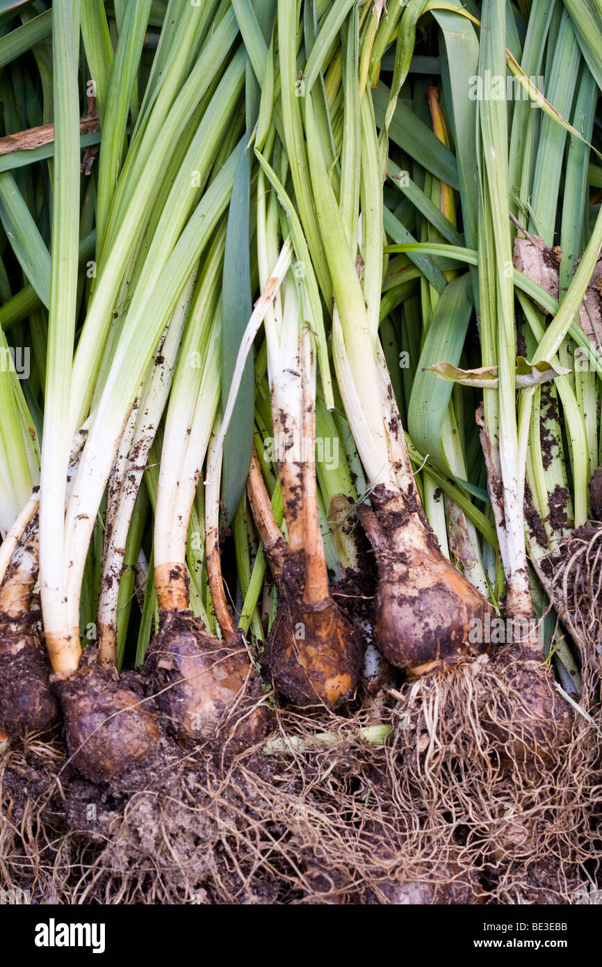 Lifted daffodil bulbs hi-res stock photography and images - Alamy
