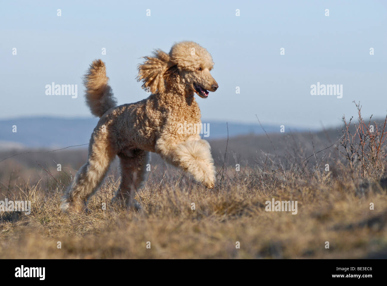 Giant poodles hi-res stock photography and images - Alamy