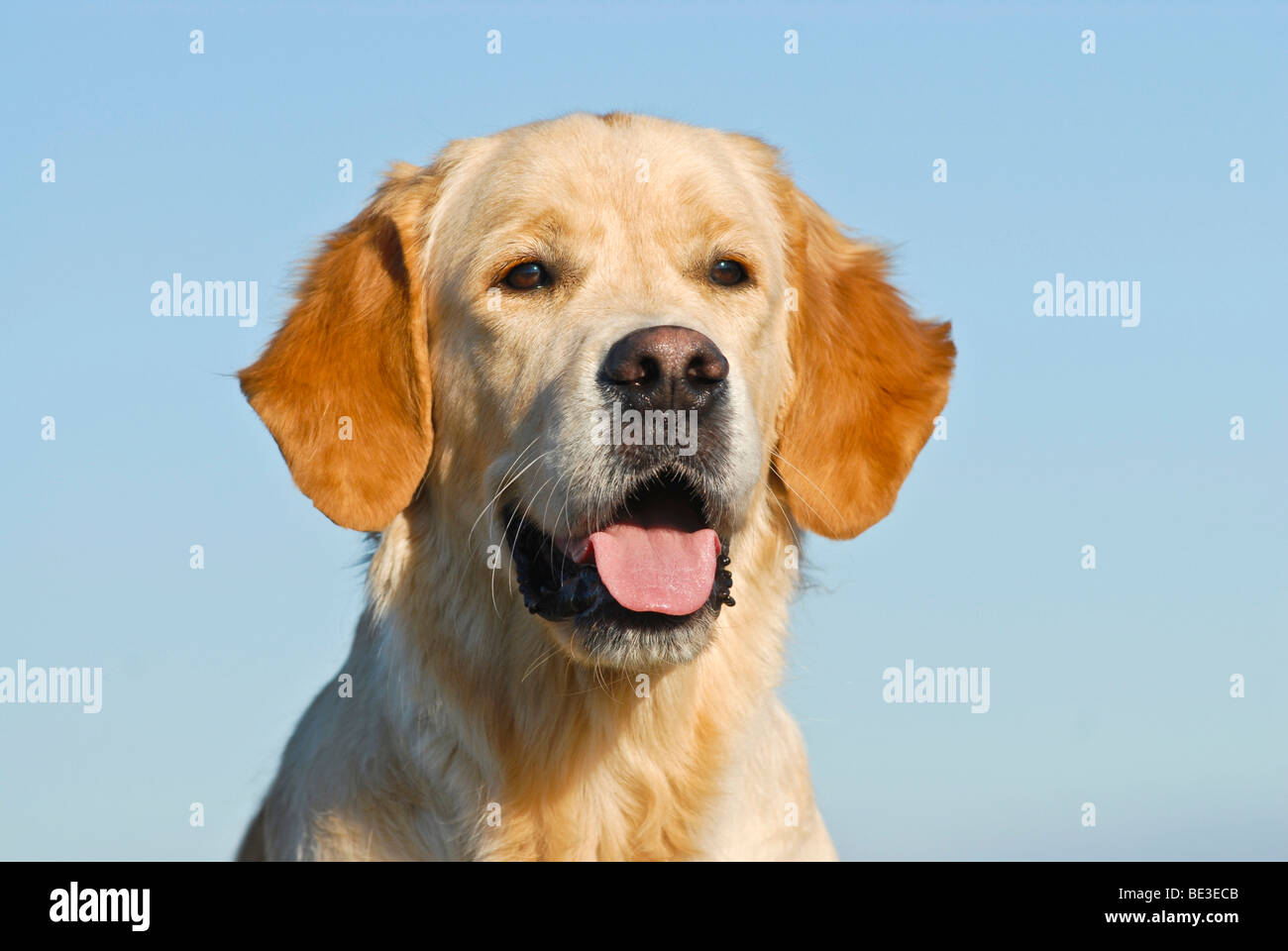 Golden retriever portraits hi-res stock photography and images - Alamy
