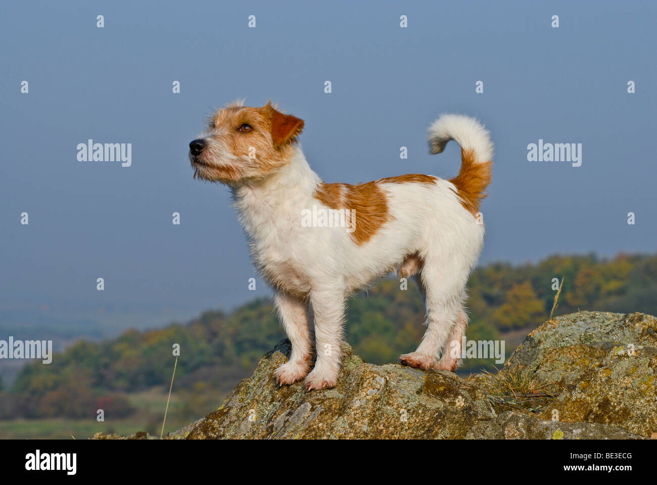 Jack rocks hi-res stock photography and images - Alamy