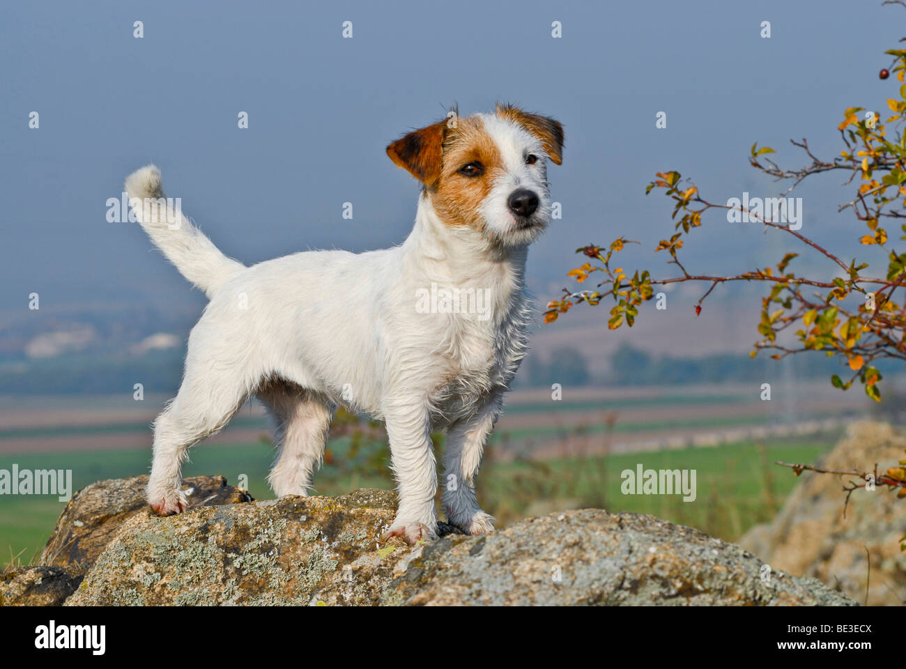 Jack rocks hi-res stock photography and images - Alamy