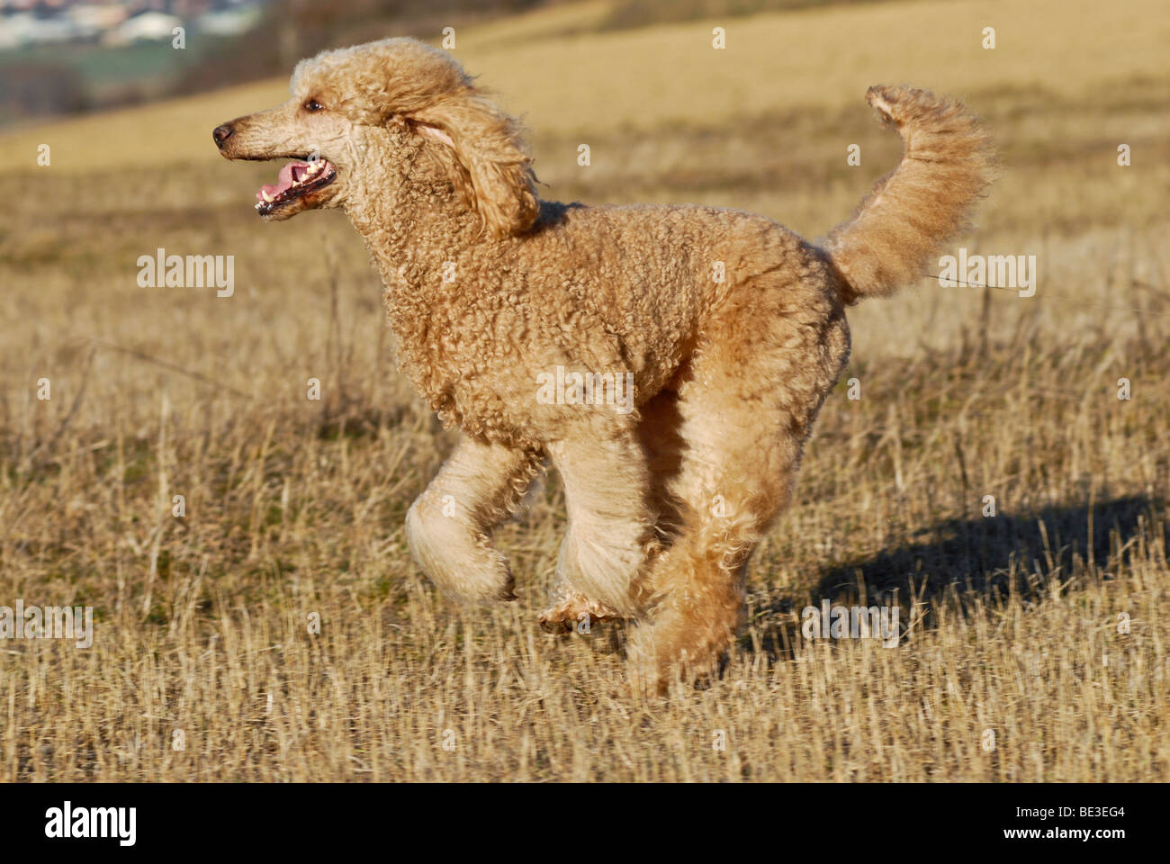 Giant poodle hi-res stock photography and images - Alamy