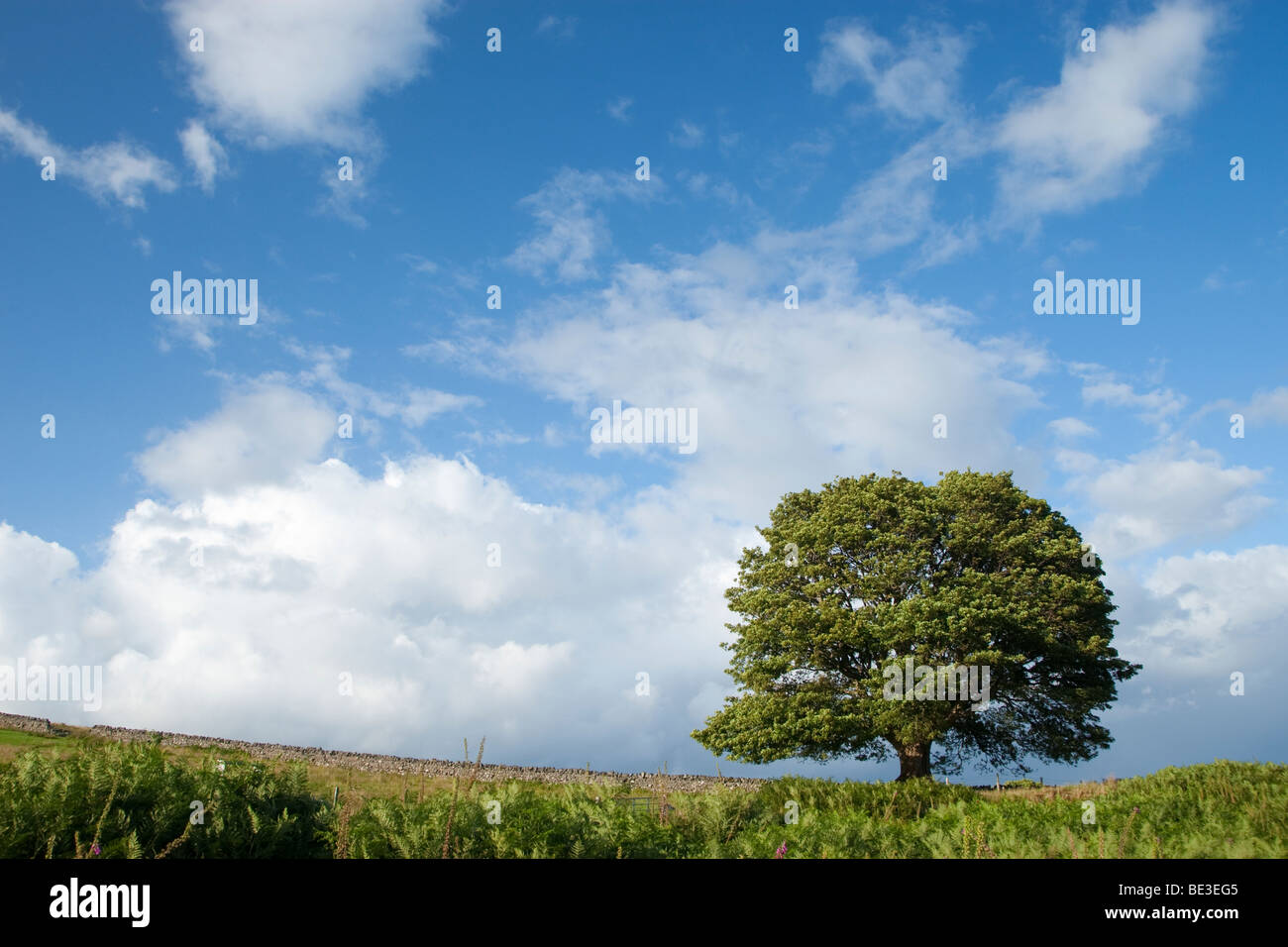Isolated oak tree in full leaf on skyline with blue sky and puffy cloud ...