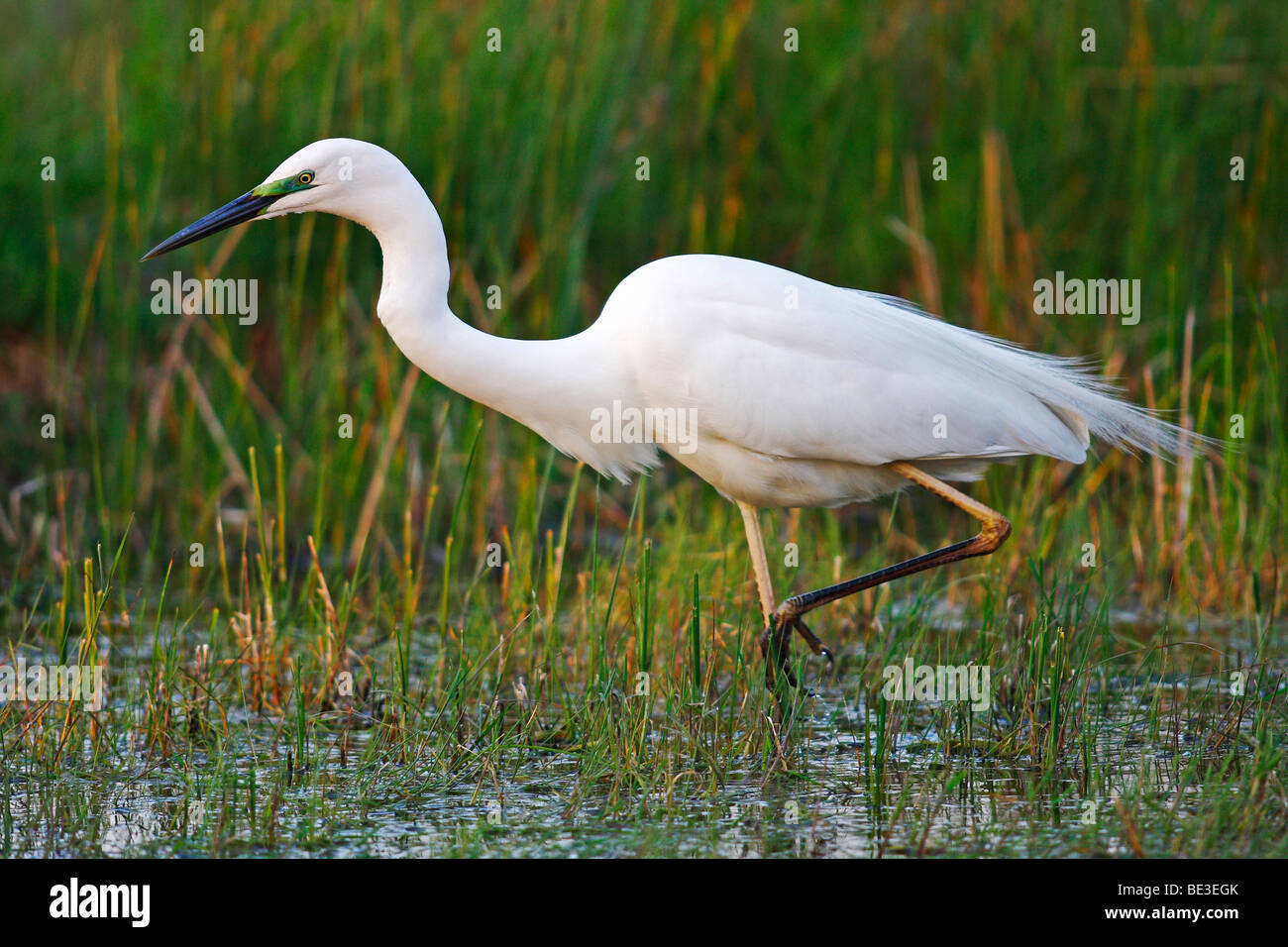 Egret hunting in shallow water hi-res stock photography and images - Alamy