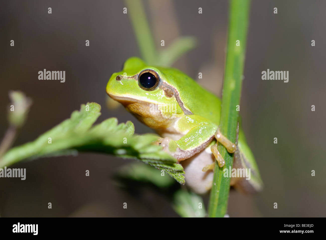 European tree frog (Hyla arborea) on blade of grass Stock Photo - Alamy