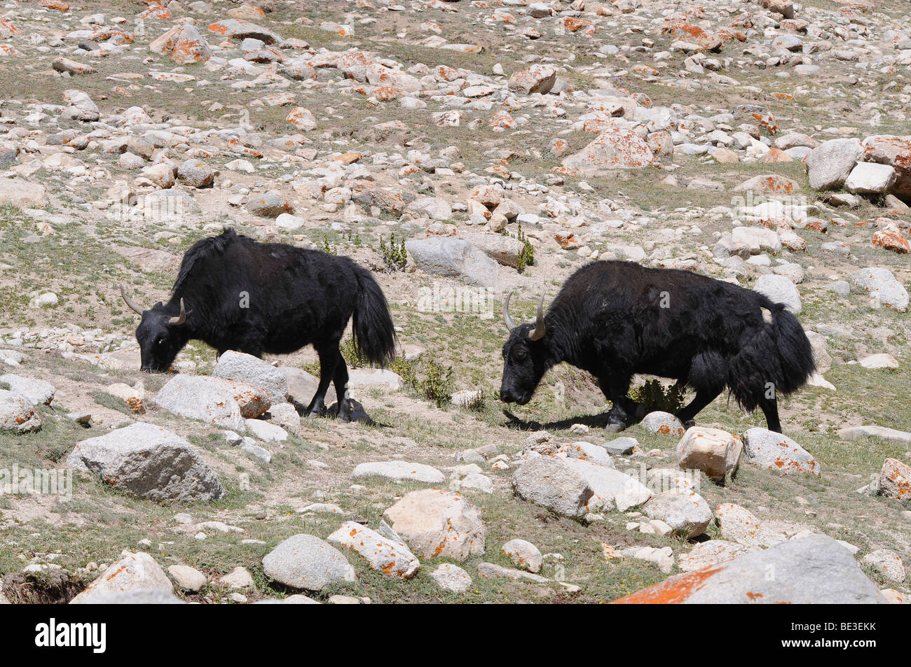 Dzo, crossbreed of a yak and cattle, 4500 AMSL, at the Khardongla pass ...