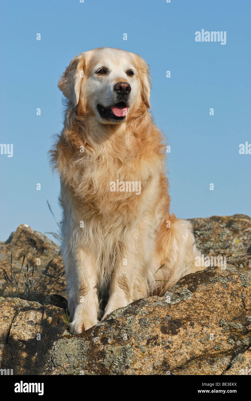 Golden Retriever sitting on a rock Stock Photo - Alamy