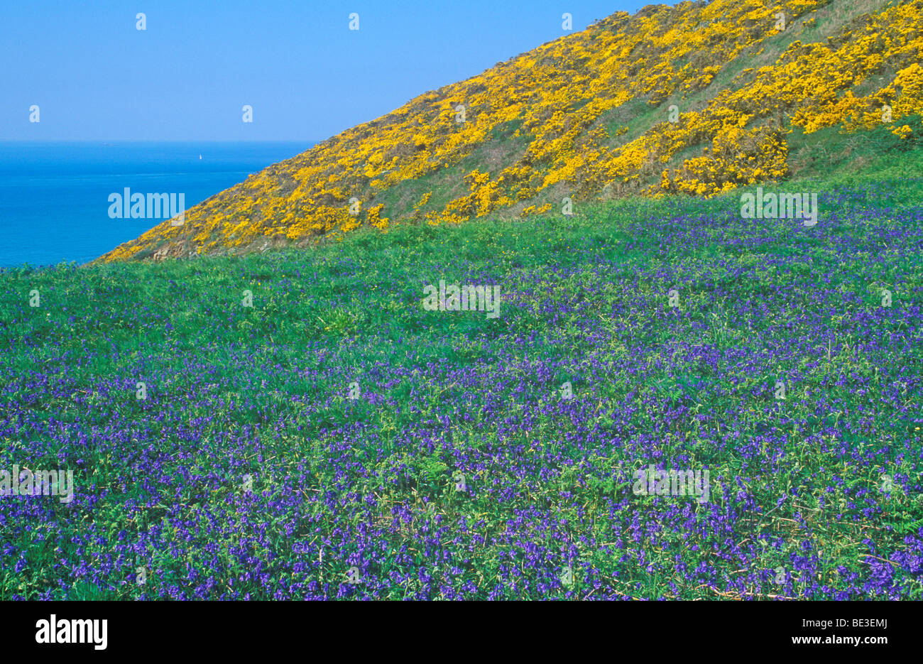 flower field near Cavern, Sark Island, Channel Islands Stock Photo - Alamy
