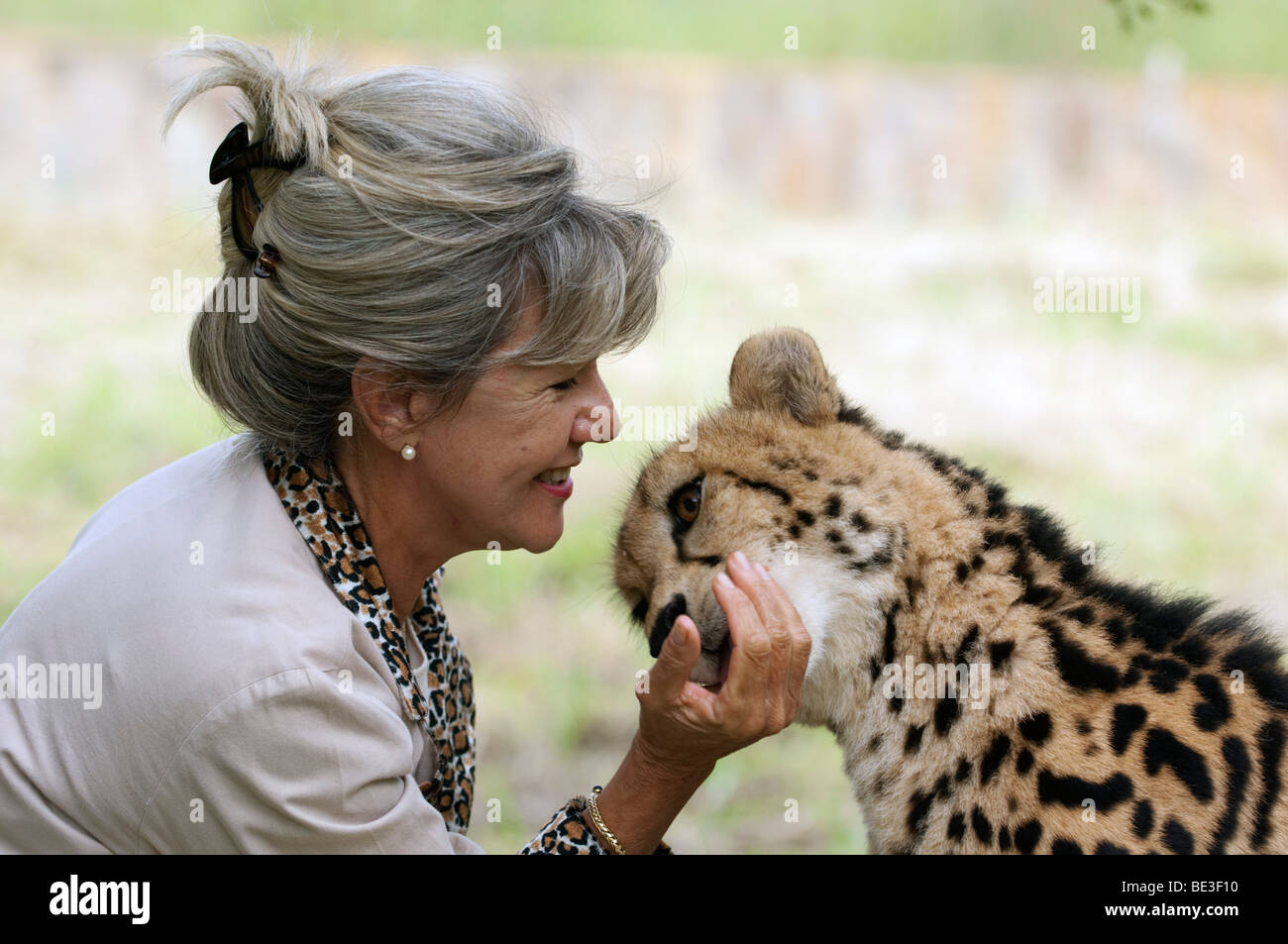 Lente Roode with a King Cheetah (Acinonyx jubatus), Hoedspruit ...