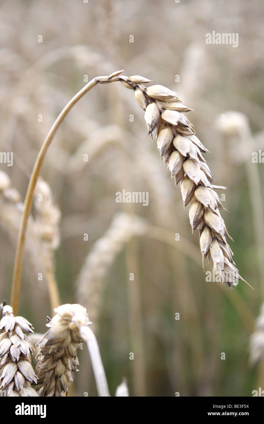 Wheat of ear hi-res stock photography and images - Alamy