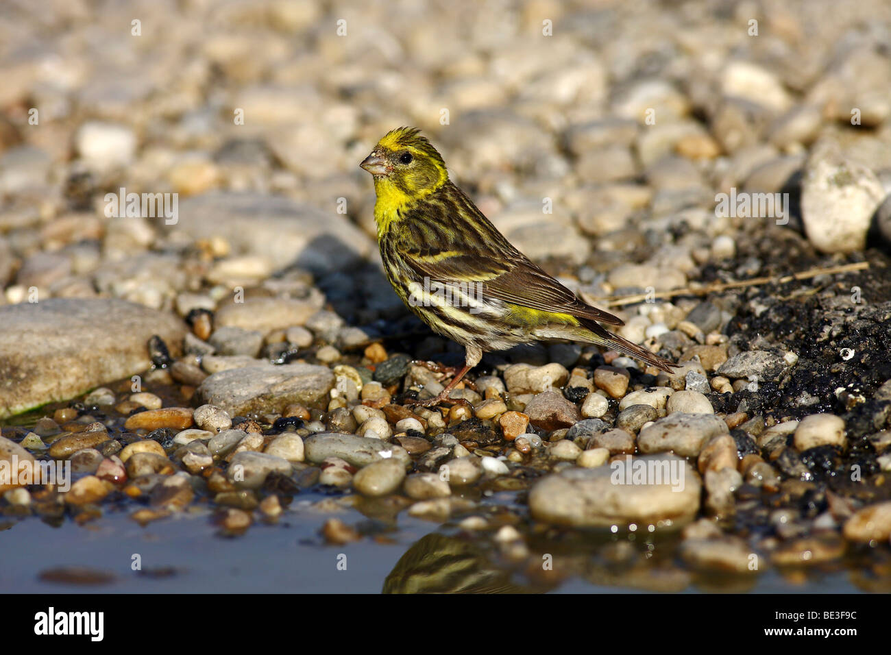 S serinus hi-res stock photography and images - Alamy