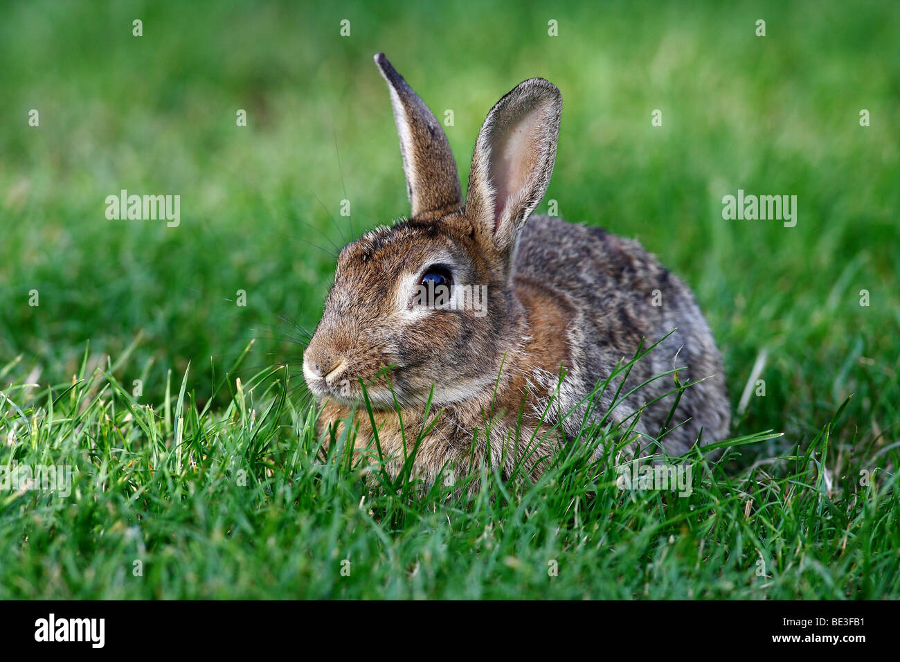 European rabbit oryctolagus cuniculus hi-res stock photography and ...