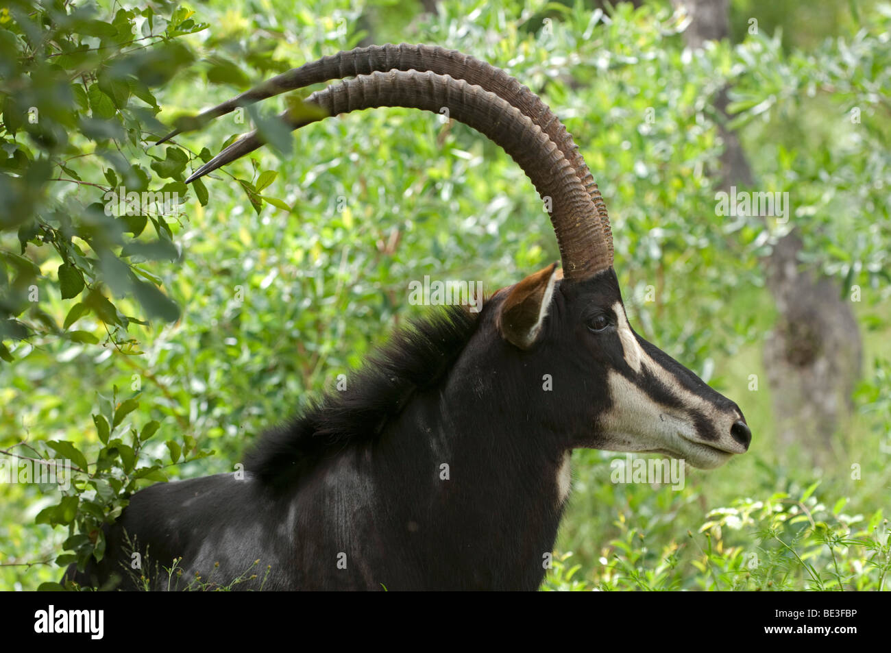 Sable antelope ( Hippotragus niger), Hoedspruit Endangered Species ...
