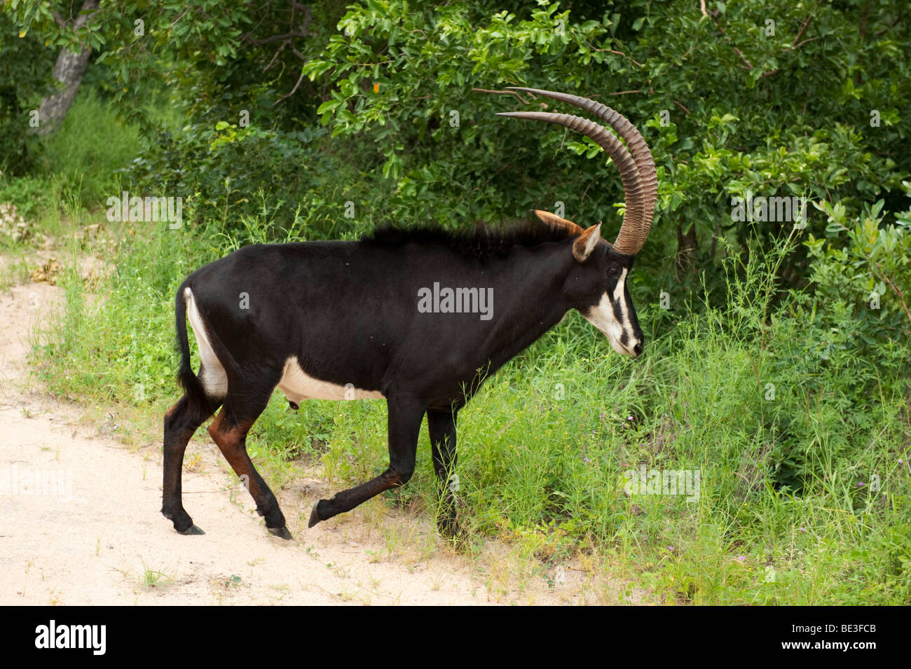 Sable antelope ( Hippotragus niger), Hoedspruit Endangered Species ...