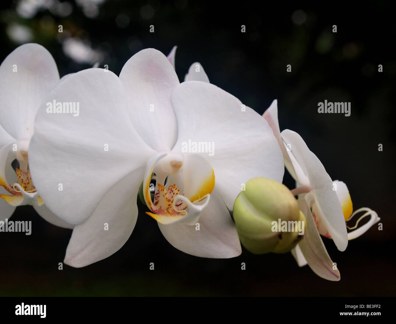 One of the popular flower at Indonesia and become one of Indonesian ...