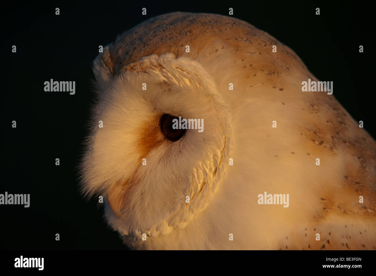 Barn Owl Portrait Tyto Alba High Resolution Stock Photography and ...