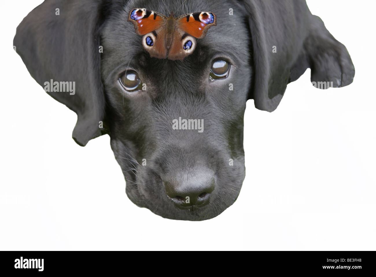 Close up Black Labrador puppy with a butterfly on his forehead Stock ...