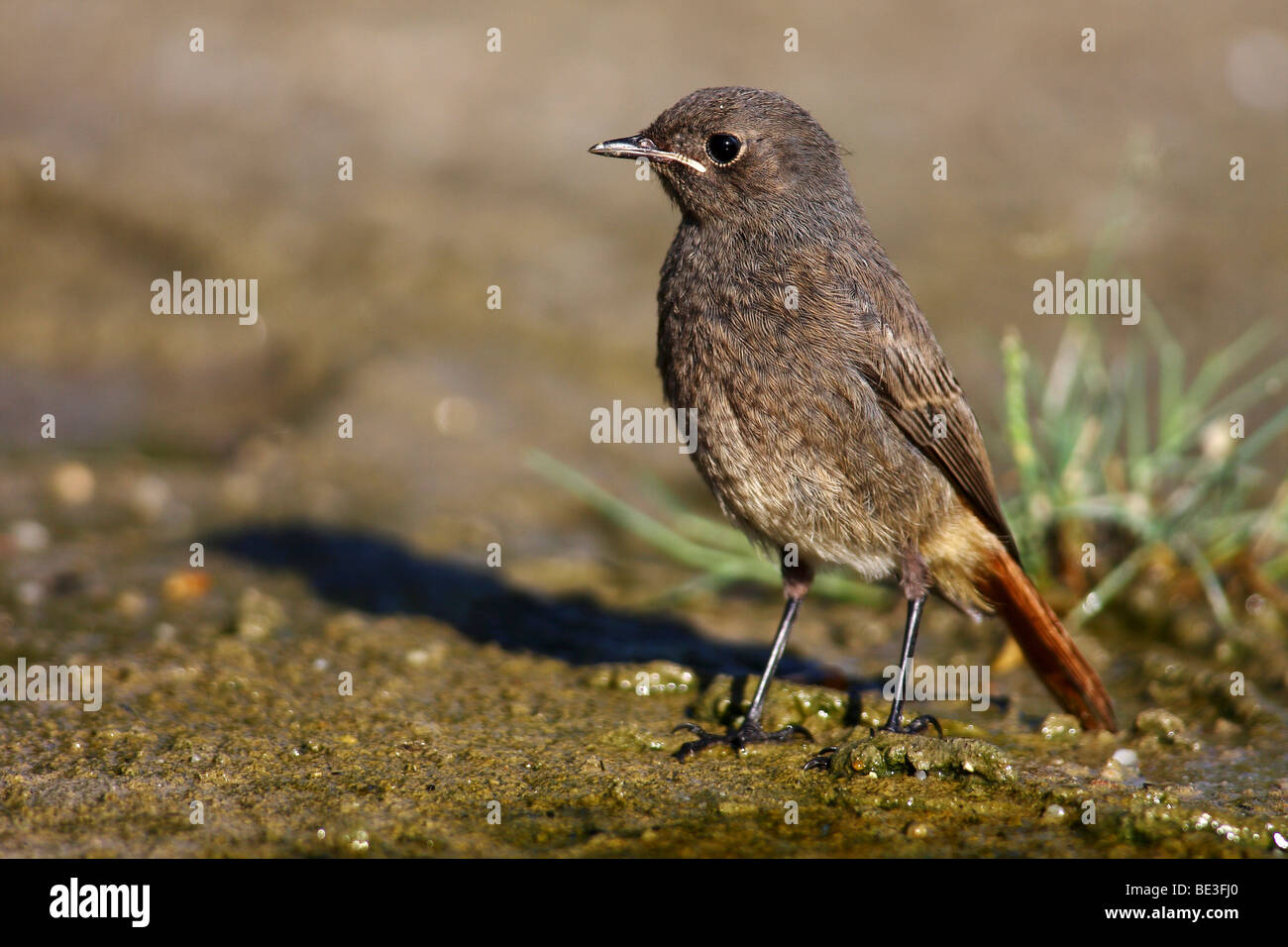 Black Redstart (Phoenicurus ochruros), young at water Stock Photo - Alamy