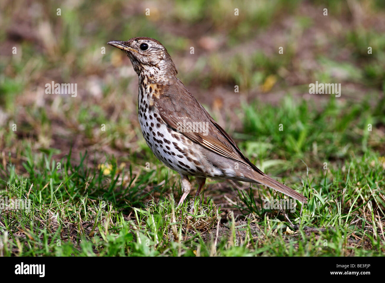 Song thrush on the ground hi-res stock photography and images - Alamy