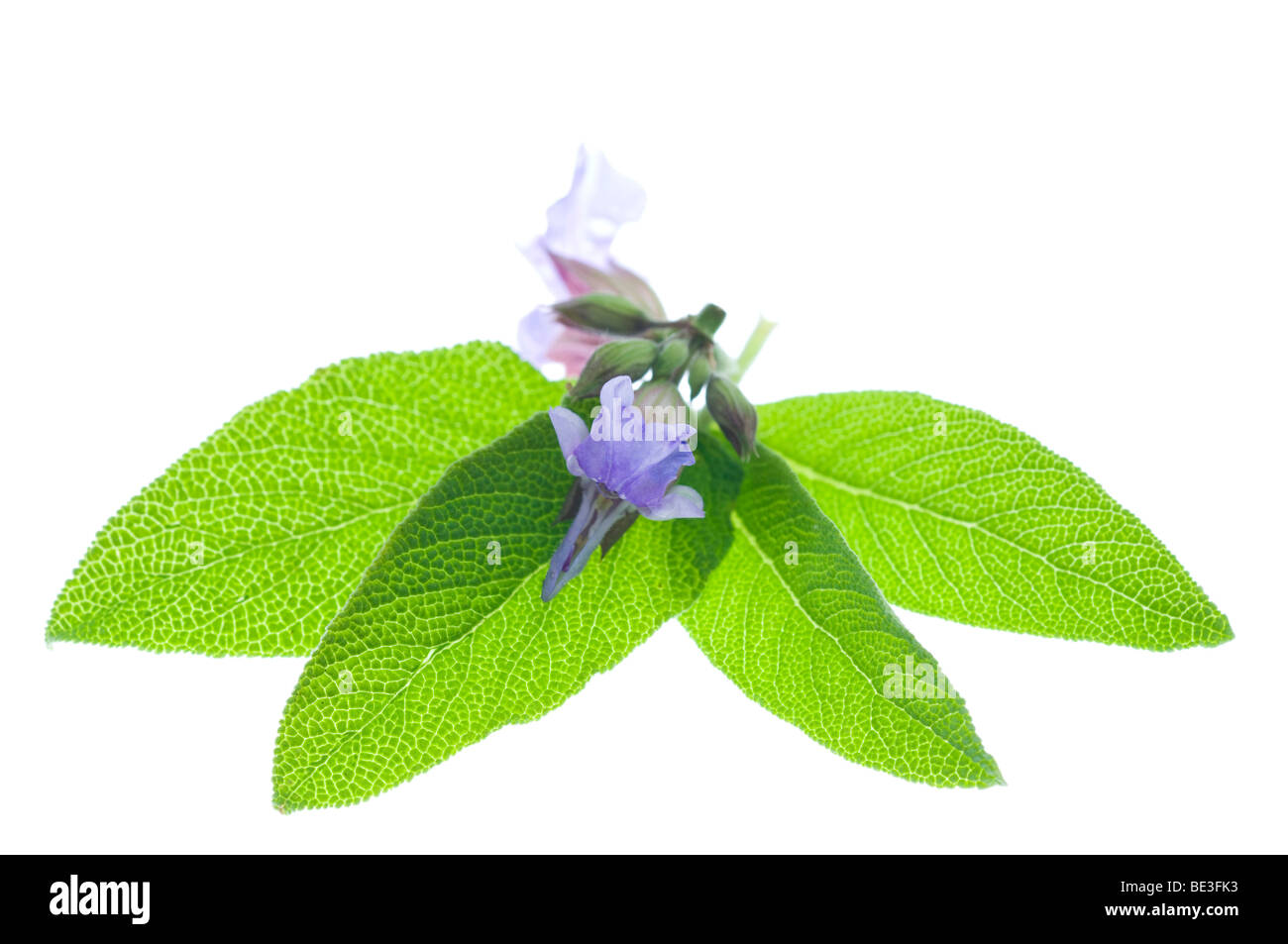 Close up sage plants in Cut Out Stock Images & Pictures - Alamy