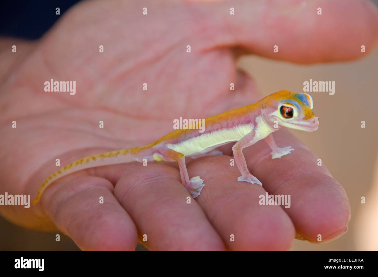 colorful Palmato Gecko, one of the creatures of the Namib Naukluft ...