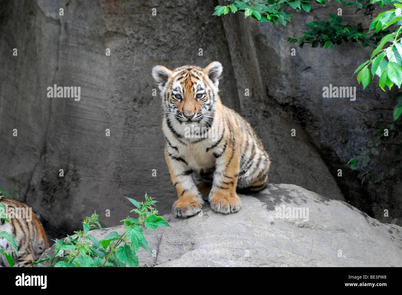 Tiger cub hi-res stock photography and images - Alamy