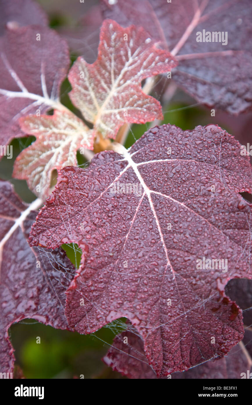 Cobweb covered plant in a garden in Vancouver, Washington State, USA ...