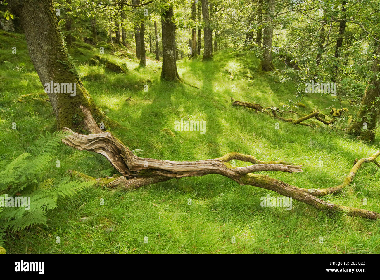 Forest scene in the Lake District in Cumbria Stock Photo - Alamy