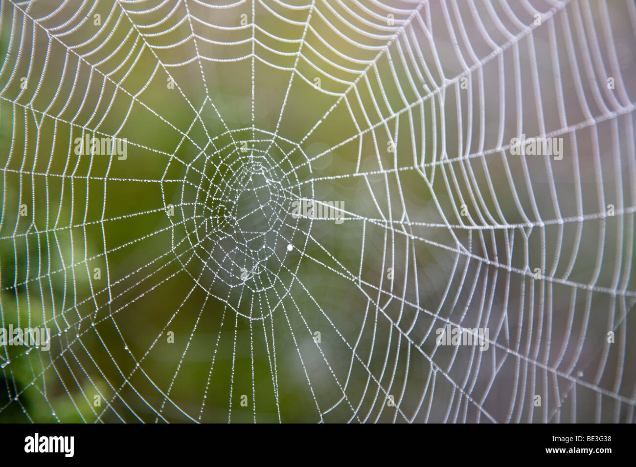 Dew covered cobweb in a garden in Vancouver, Washington State, USA ...