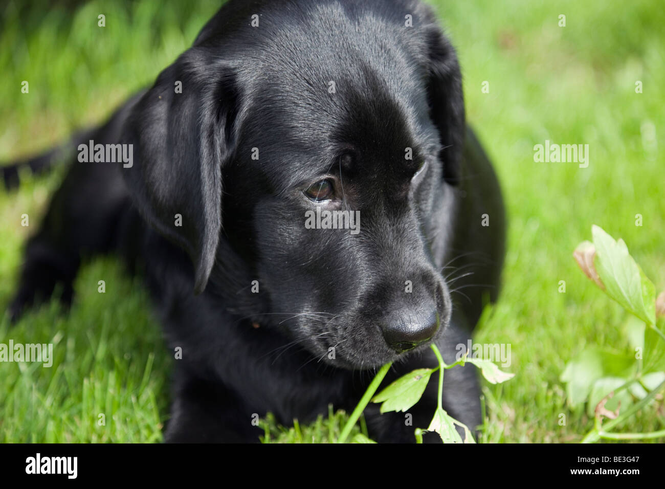 Black Labrador puppy dog chewing a plant outside. Three months of age ...