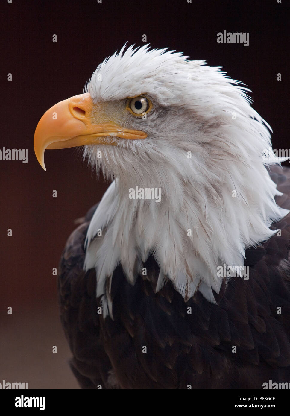 Alaskan eagles hi-res stock photography and images - Alamy