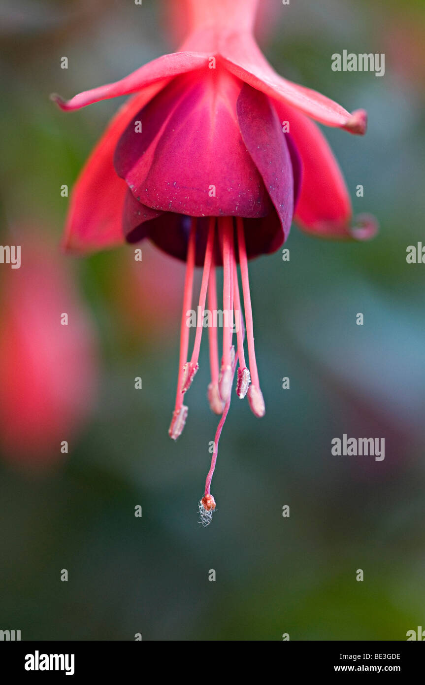 fuchsia red flower hanging in a garden in the uk Stock Photo - Alamy