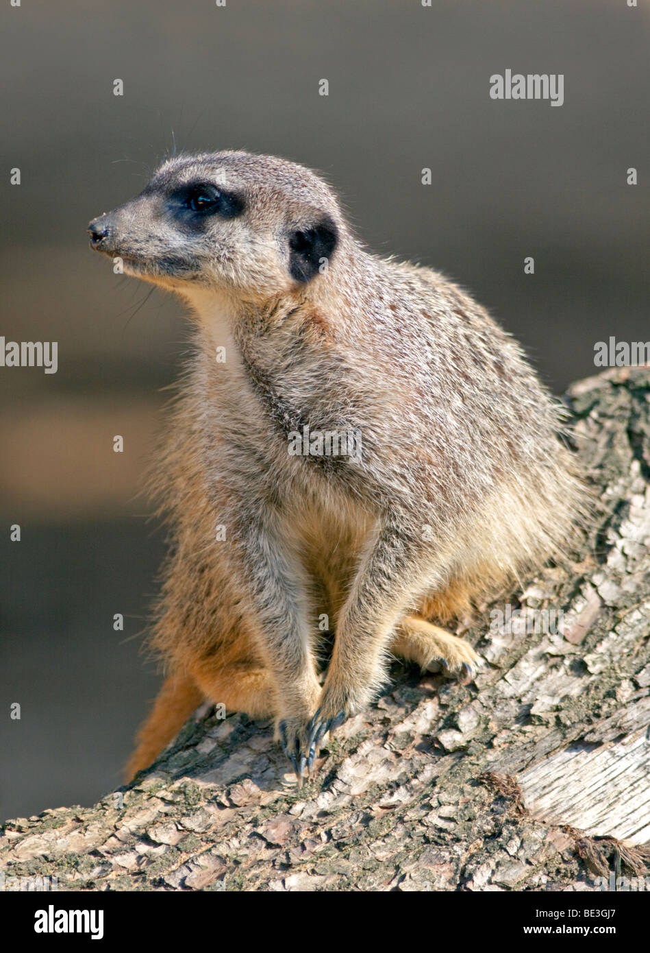 Slender tail meerkat hi-res stock photography and images - Alamy
