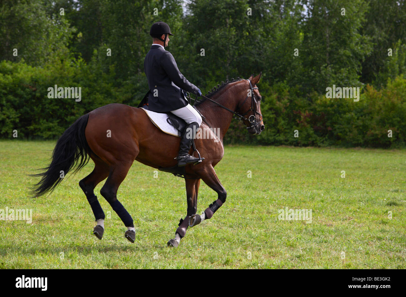 Galopping hi-res stock photography and images - Alamy