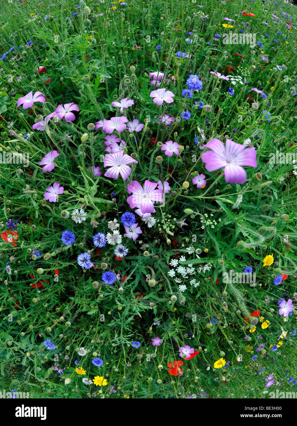 Summer meadow, Cornflowers (Centaurea cyanus), Yarrow (Achillea ...