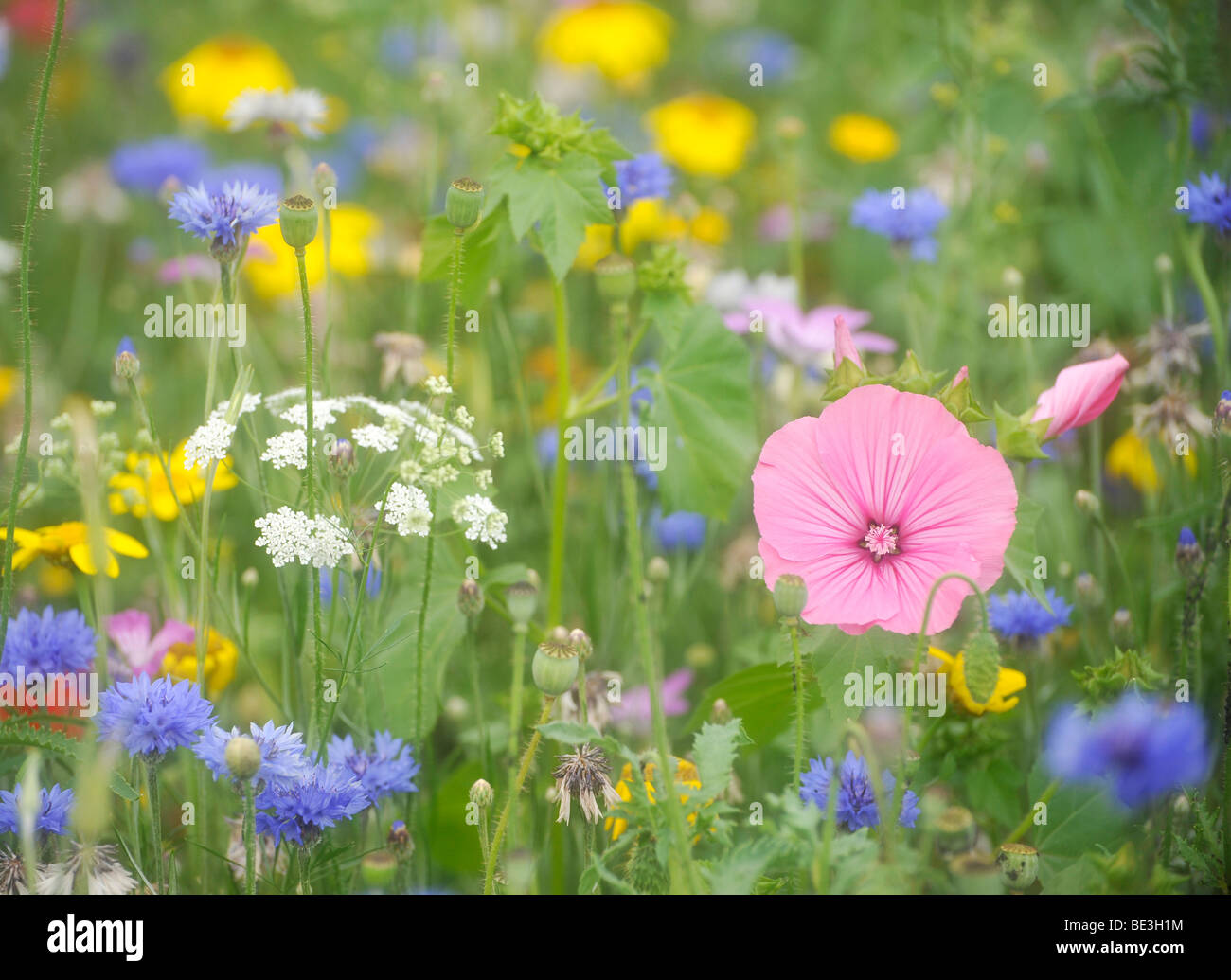 Summer meadow, Poppies (Papaver rhoeas), Cornflowers (Centaurea cyanus ...